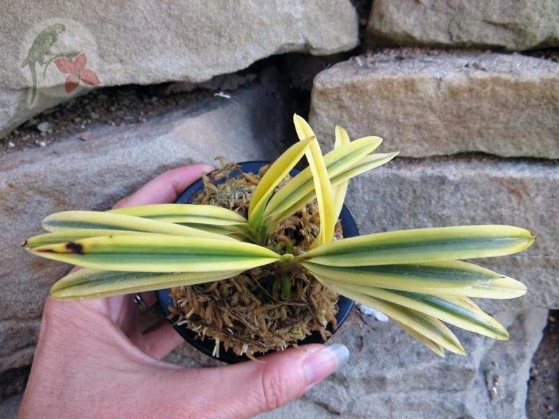 Mangetsu 満月 - New World Orchids