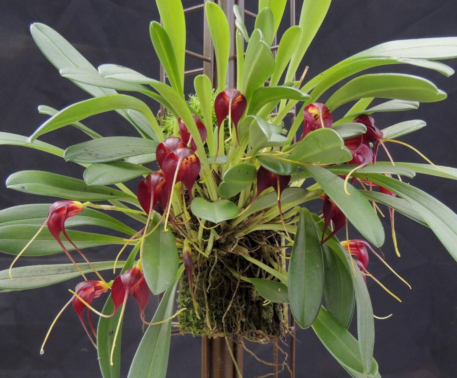Masdevallia rolfeana - New World Orchids