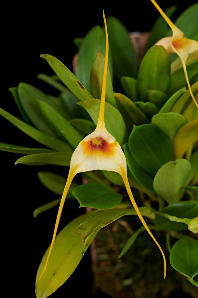 Masdevallia rex - New World Orchids