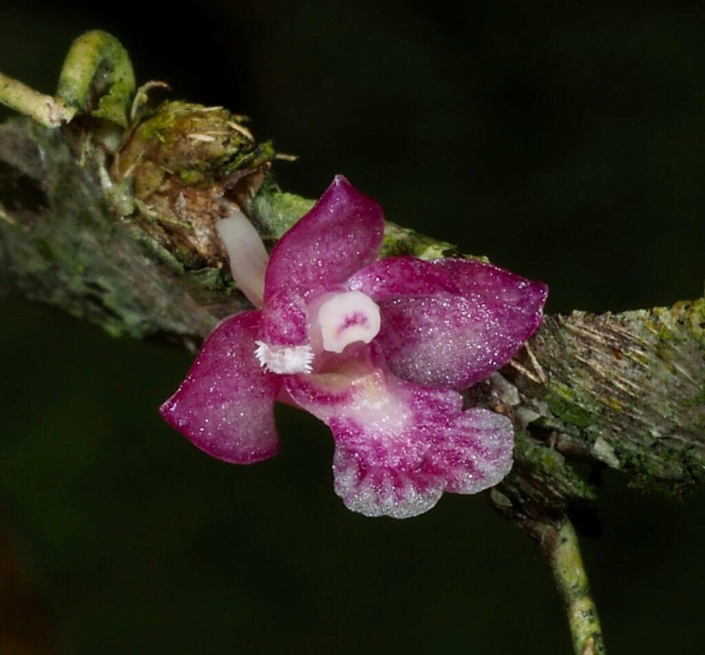 Dendrobium Tropic Rosea - New World Orchids