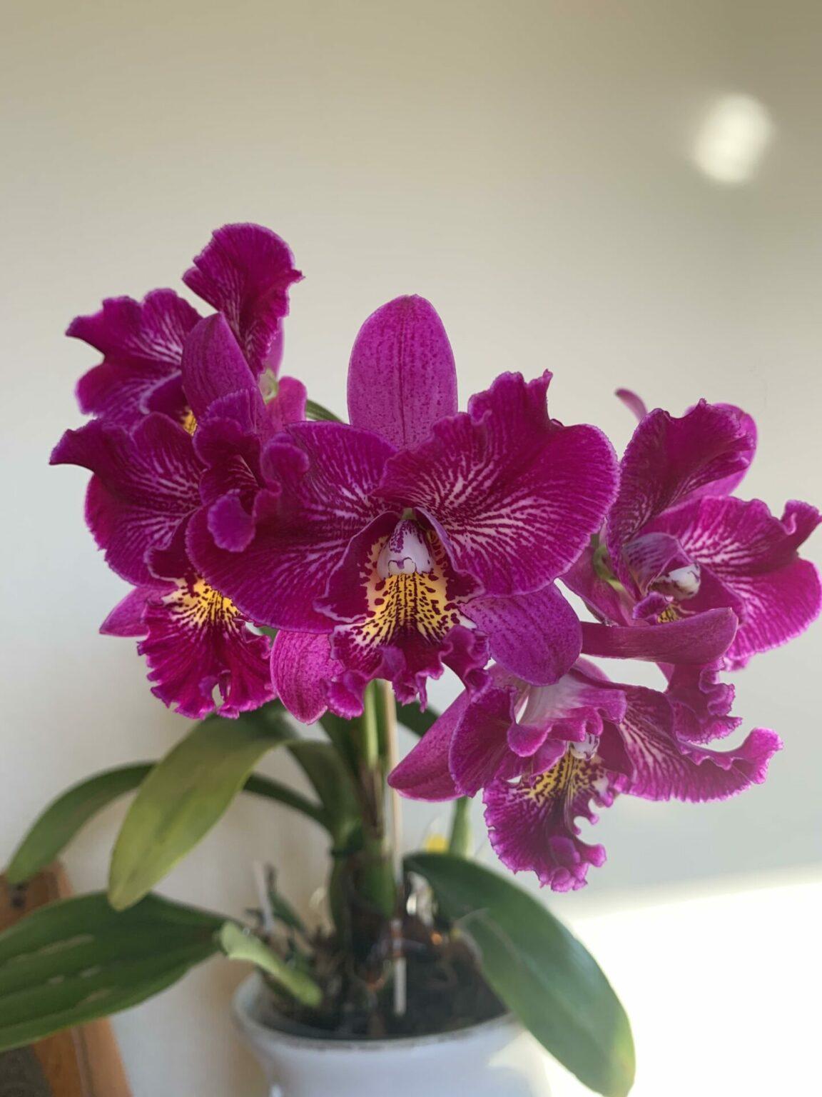 Meloara Ching Sun Bright Star - New World Orchids